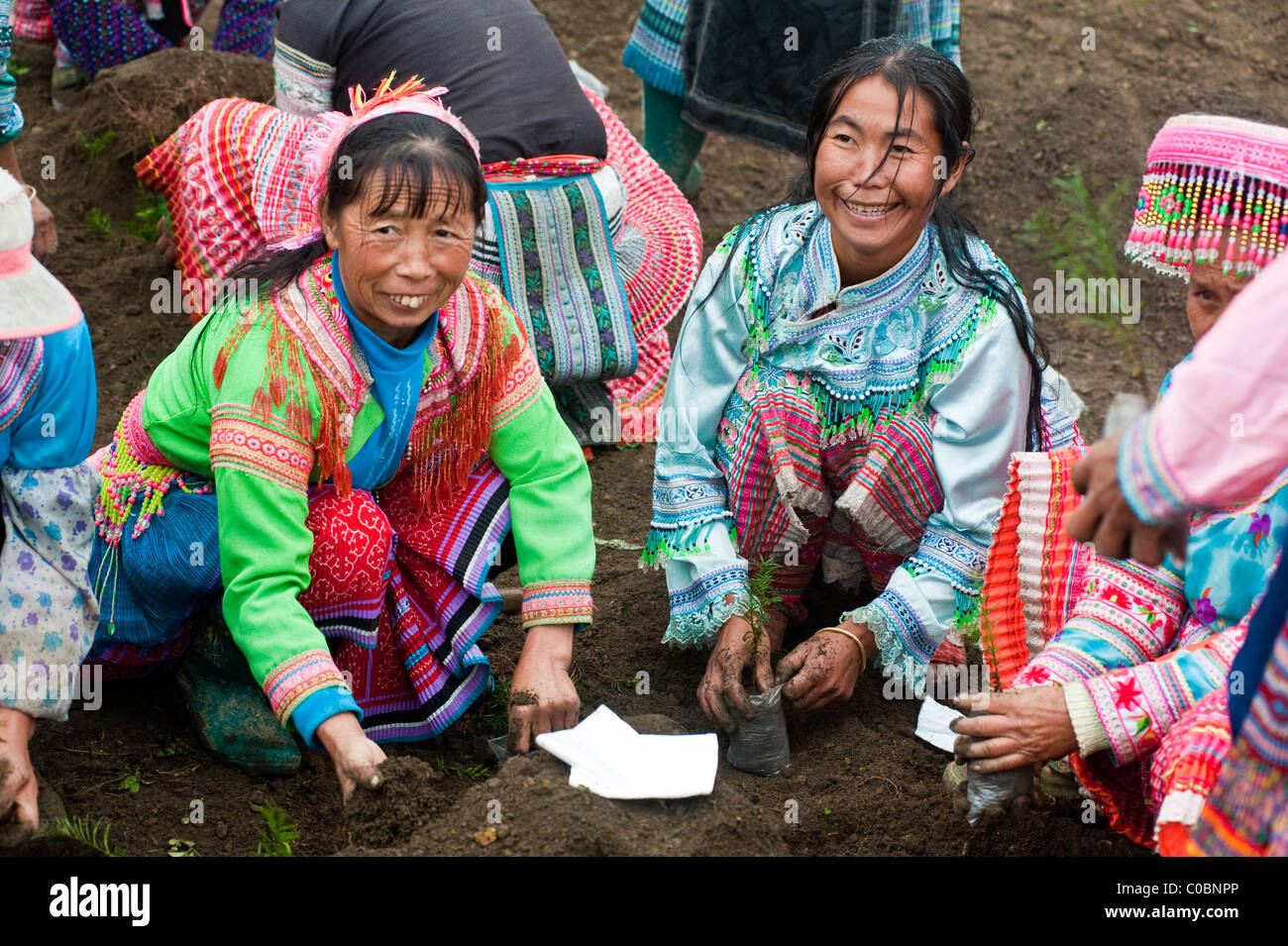Miao people working on a Taxus / Yew tree plantation project Stock ...