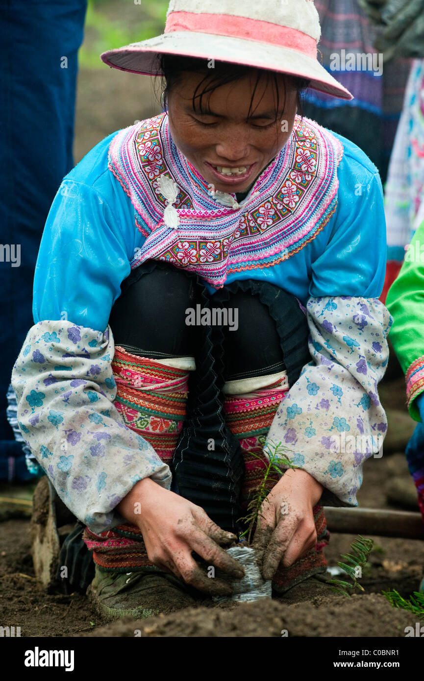 Miao people working on a Taxus / Yew tree plantation project Stock ...