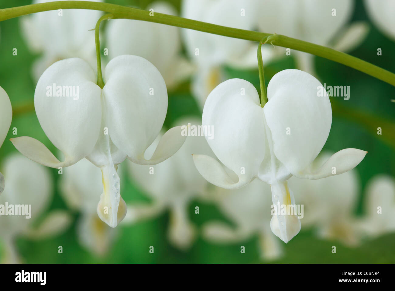 Lamprocapnos spectabilis Syn Dicentra spectabilis 'Alba' AGM Bleeding ...