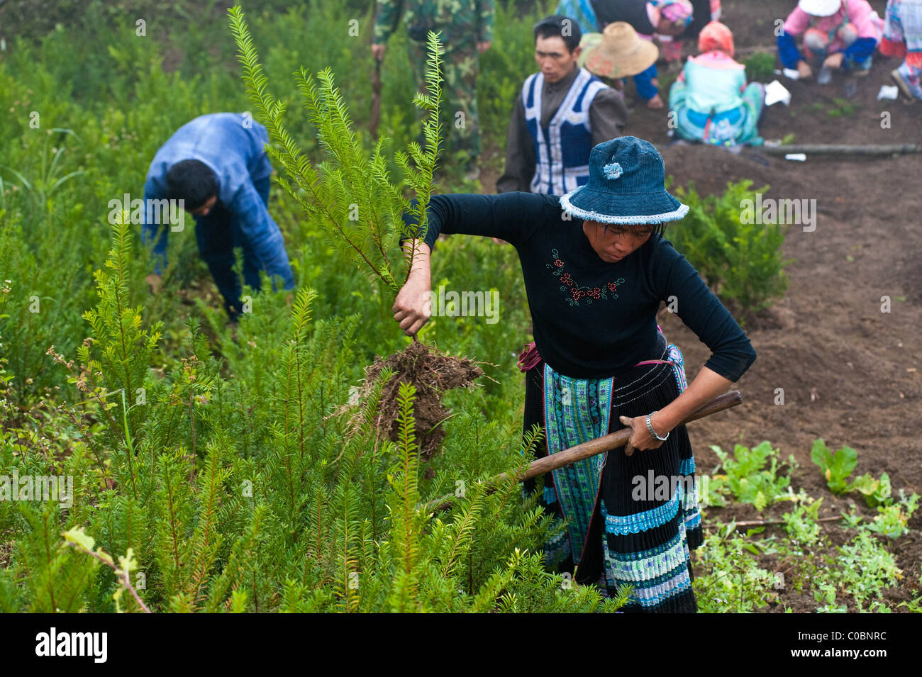 Miao people working on a Taxus / Yew tree plantation project Stock ...