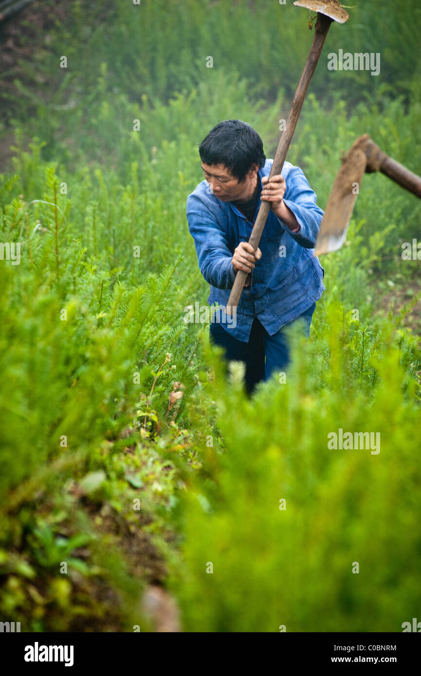Miao people working on a Taxus / Yew tree plantation project Stock ...