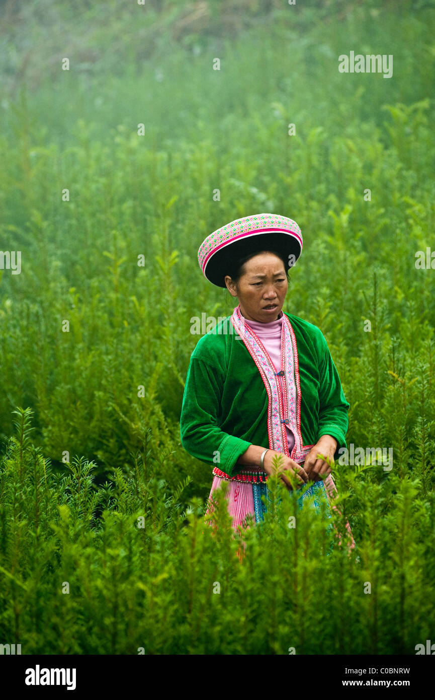 Miao people working on a Taxus / Yew tree plantation project Stock ...