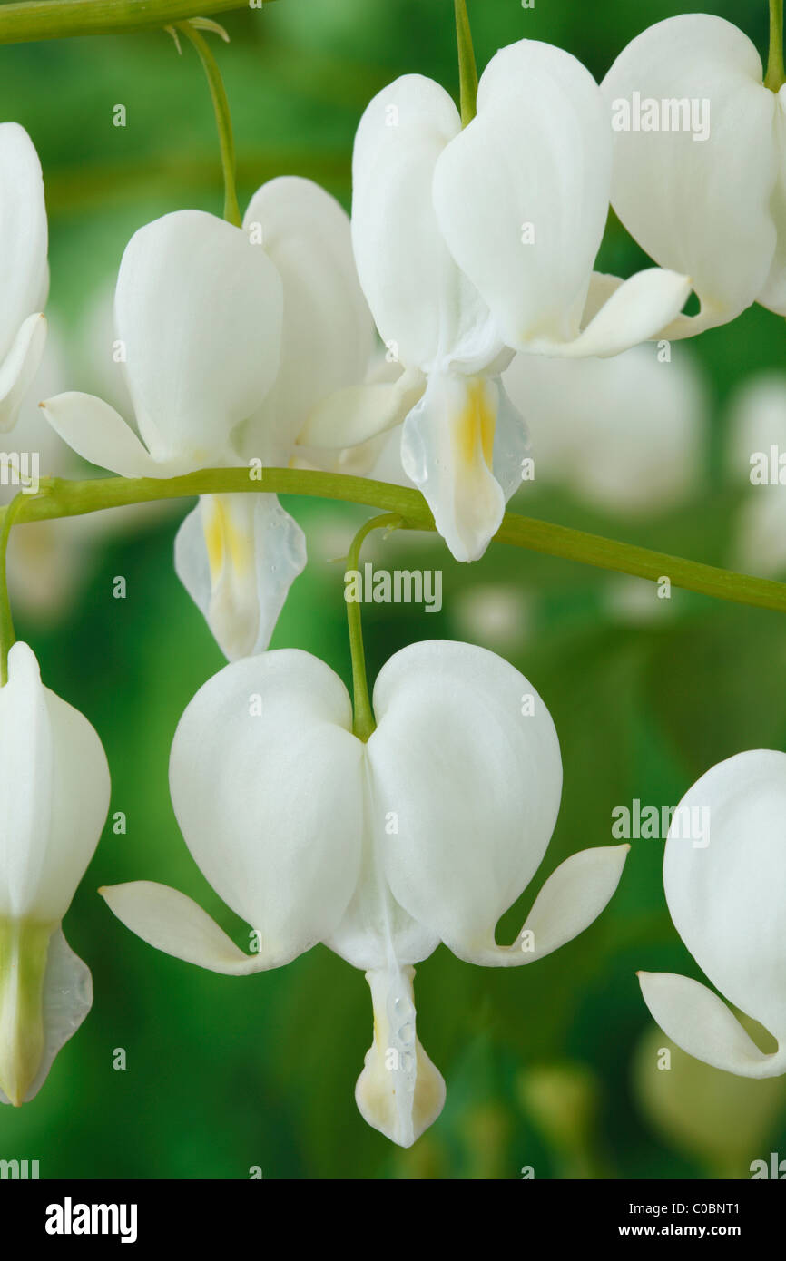 Lamprocapnos spectabilis Syn Dicentra spectabilis 'Alba' AGM Bleeding ...