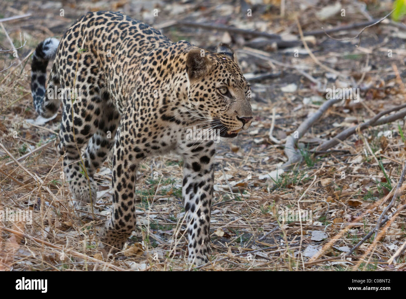 A leopard walking to the right of the frame. It is alert, mouth open ...