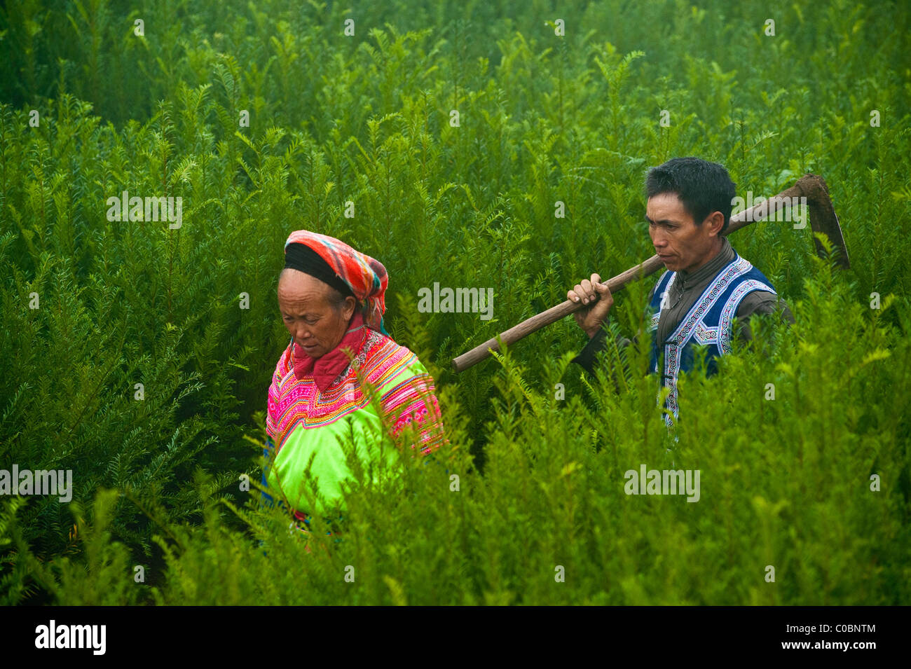 Miao people working on a Taxus / Yew tree plantation project Stock ...