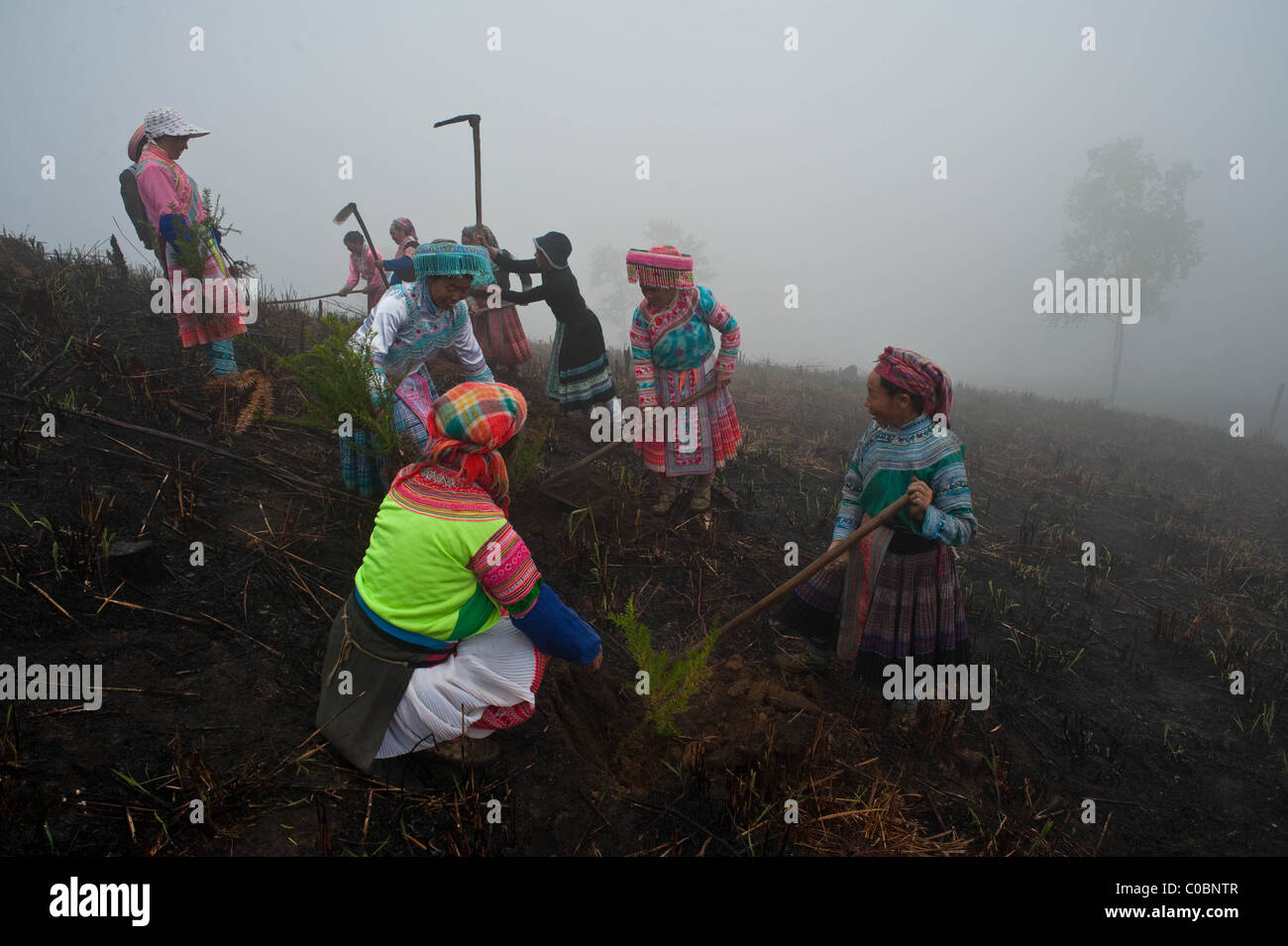 Miao people working on a Taxus / Yew tree plantation project Stock ...