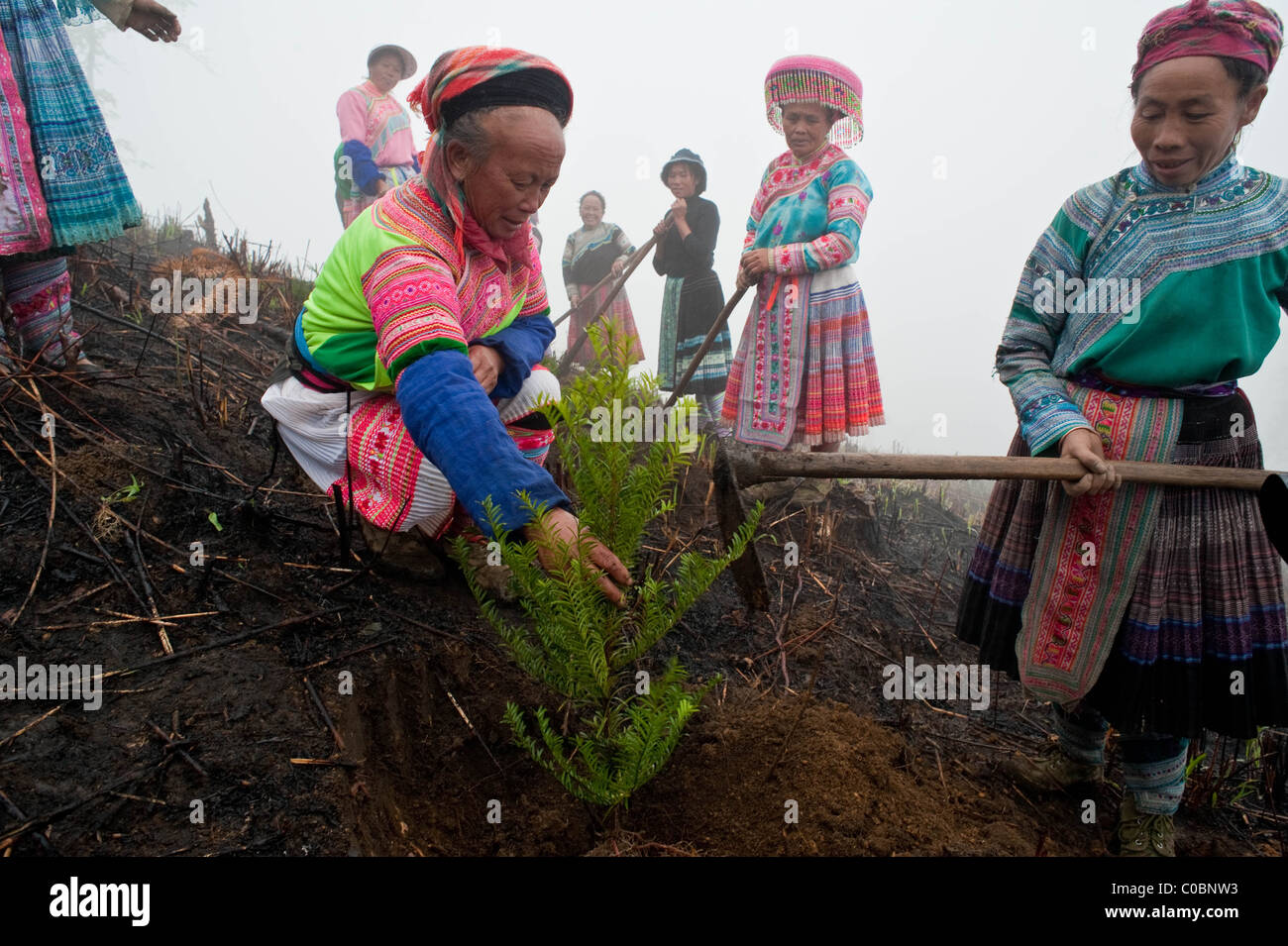 Miao people working on a Taxus / Yew tree plantation project Stock ...