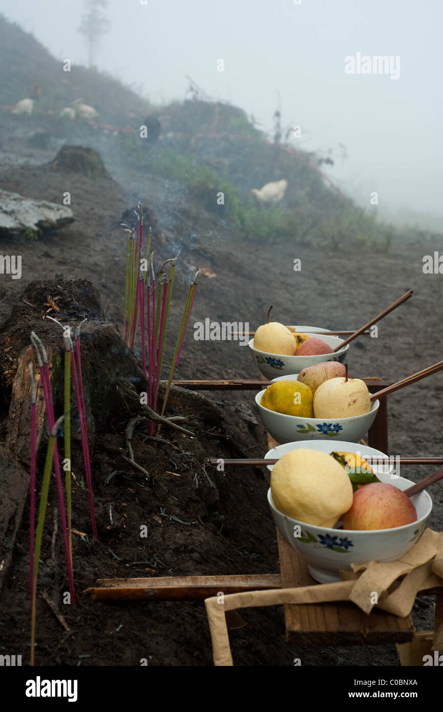 Miao people working on a Taxus / Yew tree plantation project Stock ...