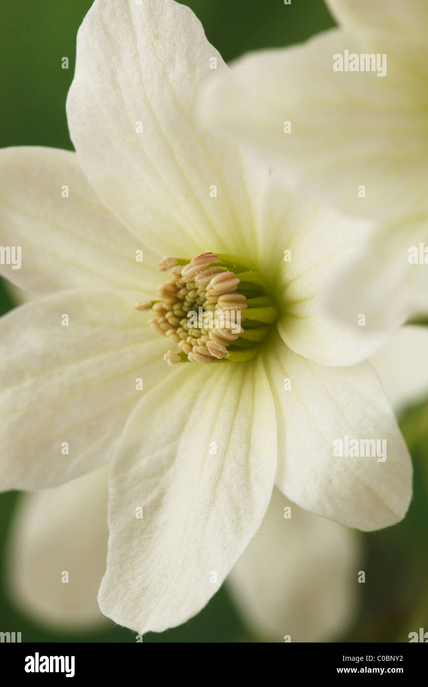 Cartmanii joe clematis hi-res stock photography and images - Alamy