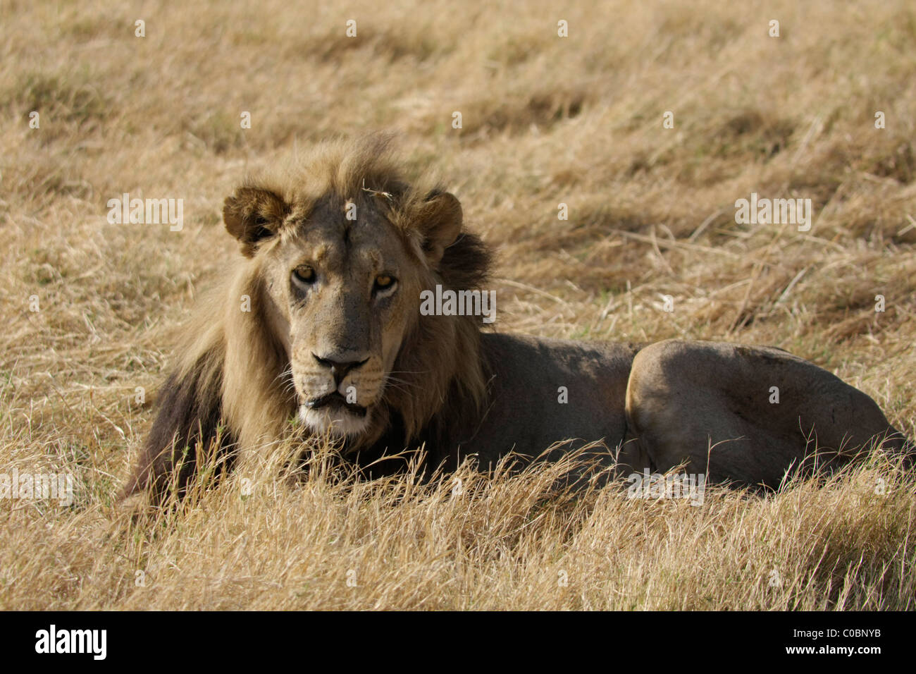 A male lion lying down facing left with head looking at the camera ...