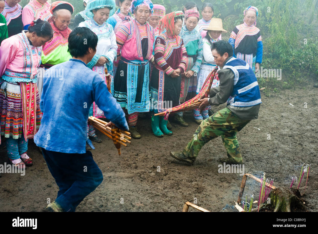 Miao people working on a Taxus / Yew tree plantation project Stock ...
