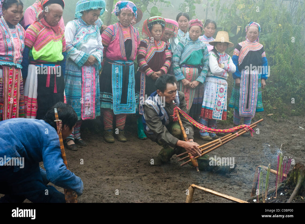 Miao people working on a Taxus / Yew tree plantation project Stock ...