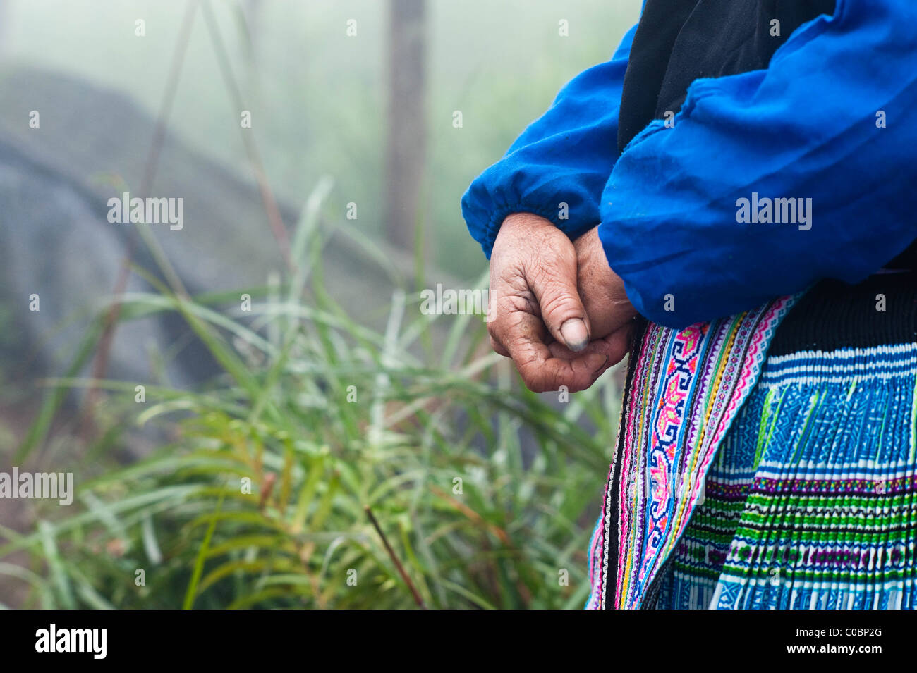 Miao people working on a Taxus / Yew tree plantation project Stock ...