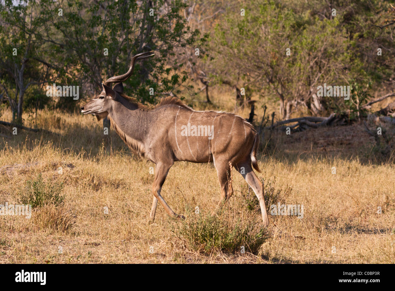 A greater kudu walking to the left of the frame. Profile shot, bushy ...