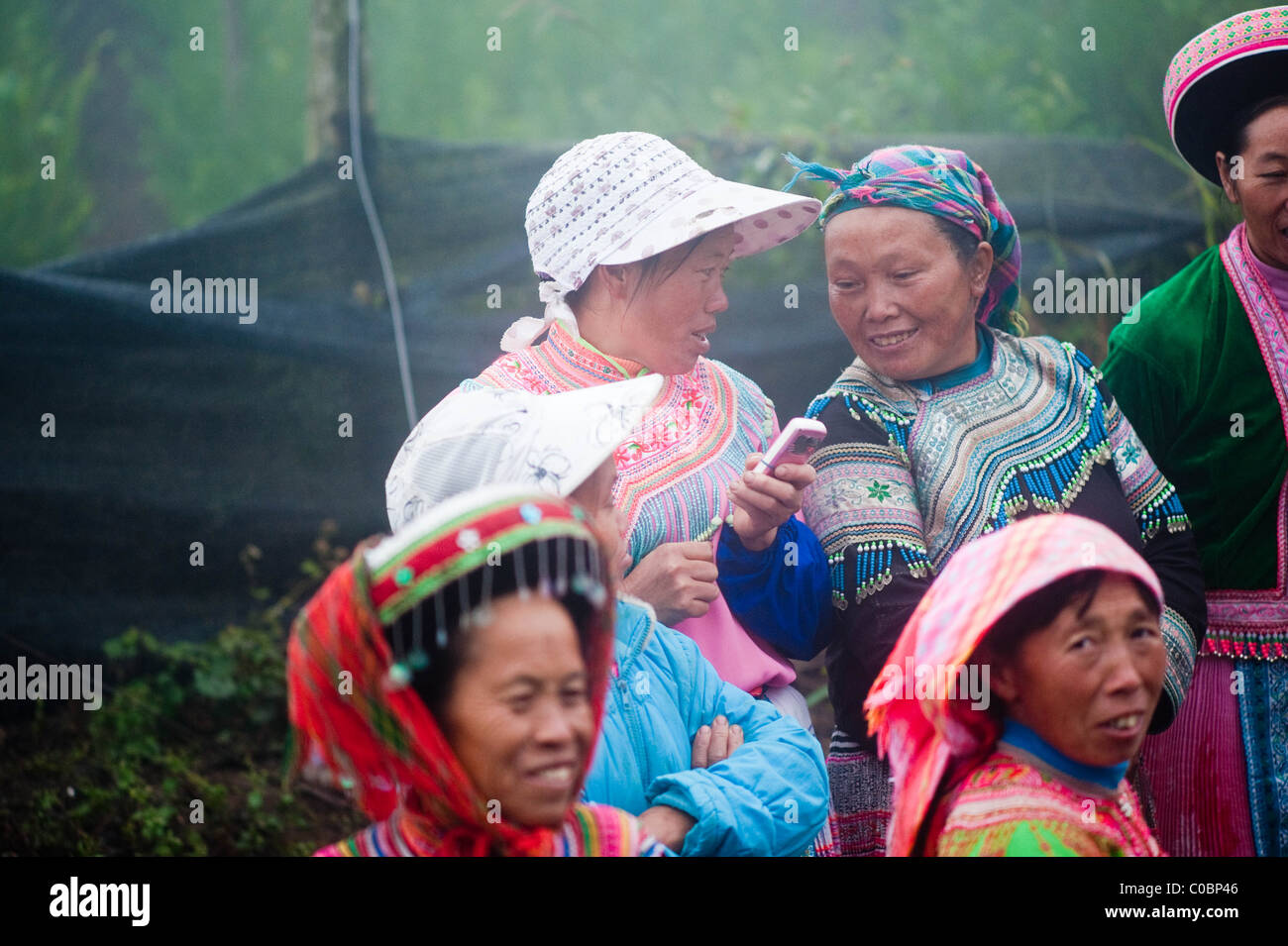 Miao people working on a Taxus / Yew tree plantation project Stock ...