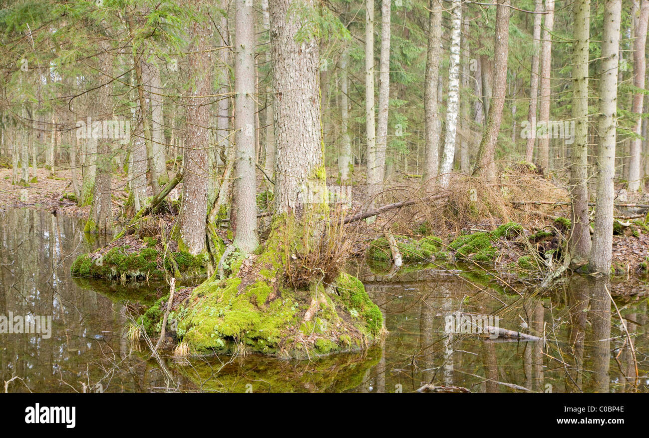 Old taiga forest hi-res stock photography and images - Alamy
