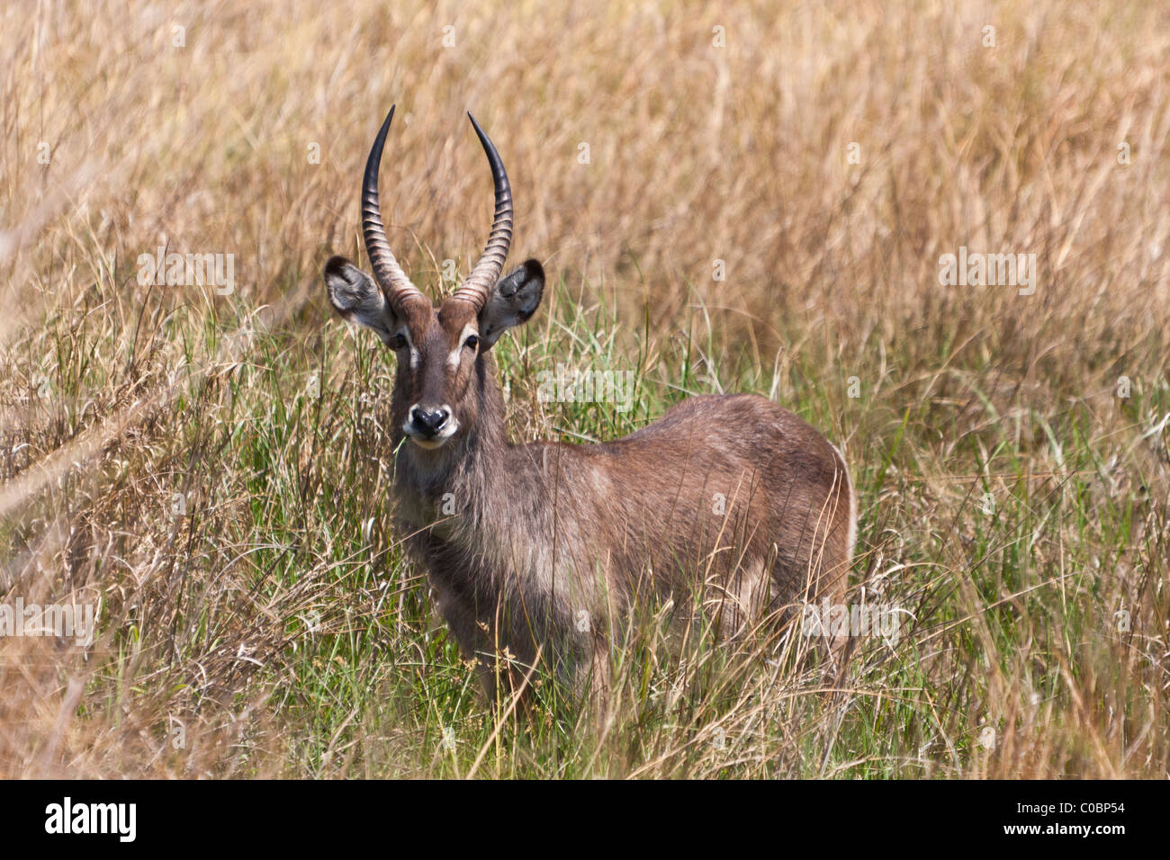 Water buck hi-res stock photography and images - Alamy