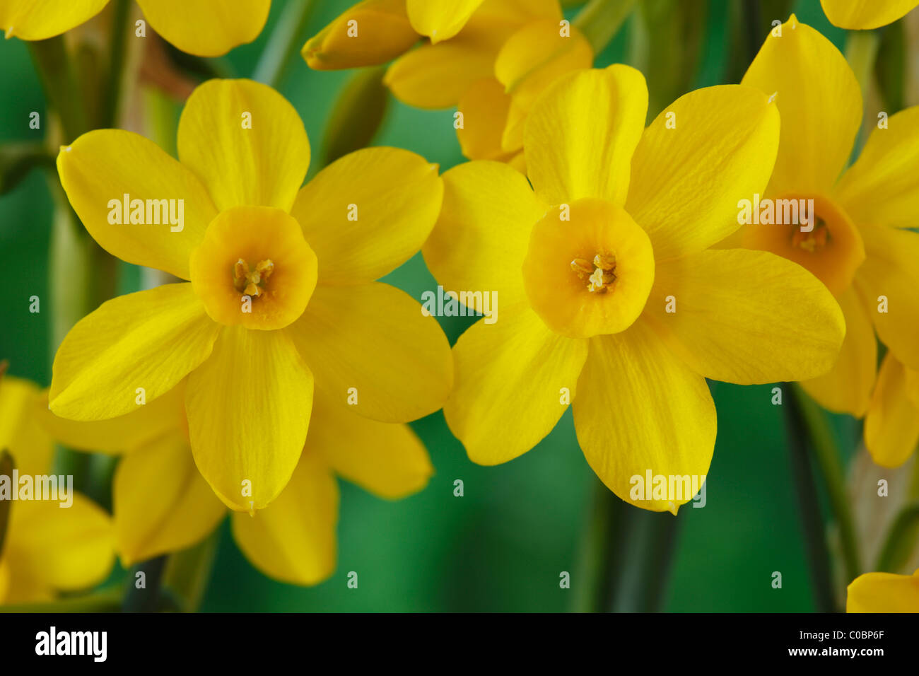 Division 7 jonquilla daffodils hi-res stock photography and images - Alamy