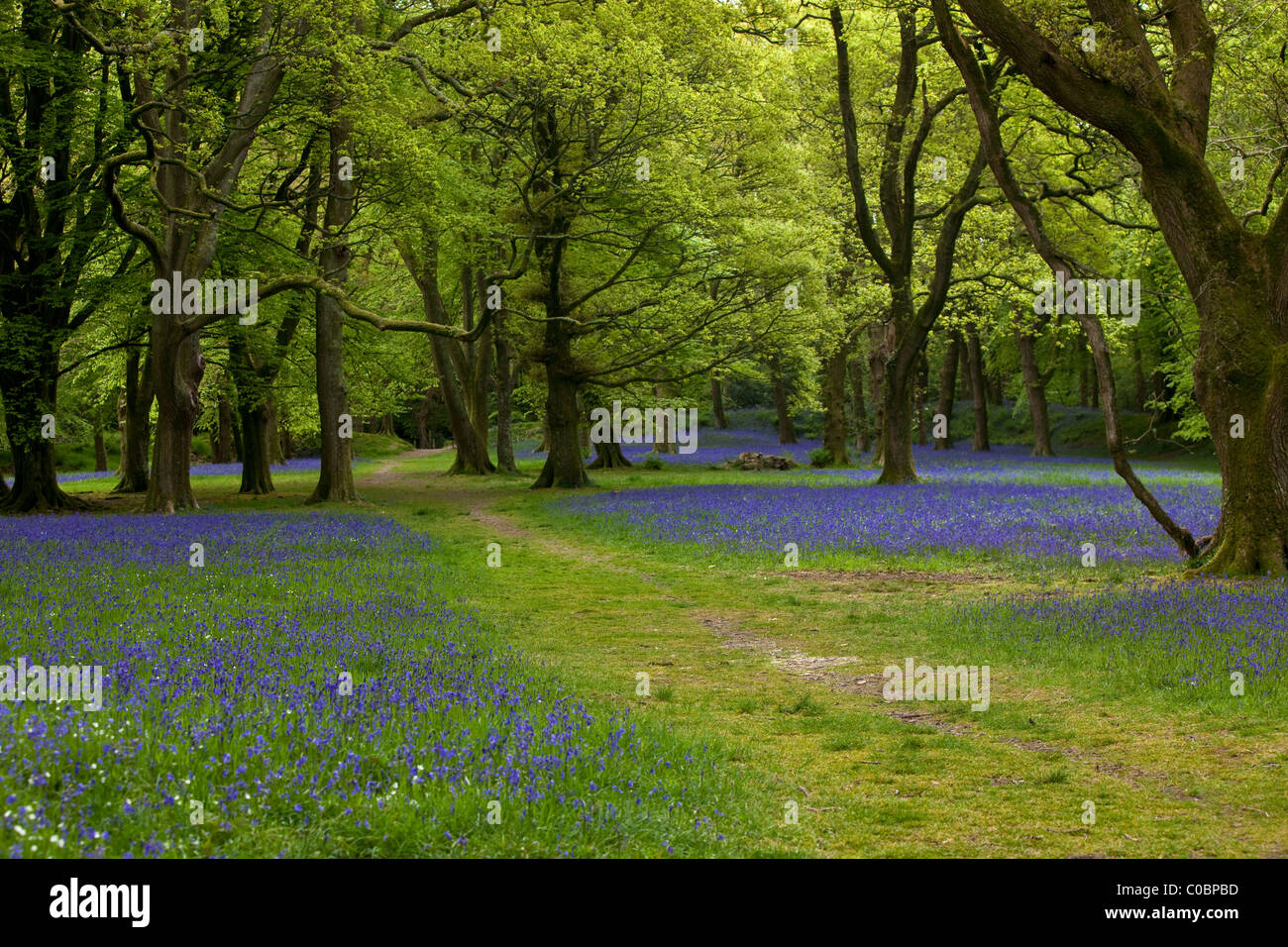 Bluebells Blackberry Camp East Devon Spring Stock Photo - Alamy