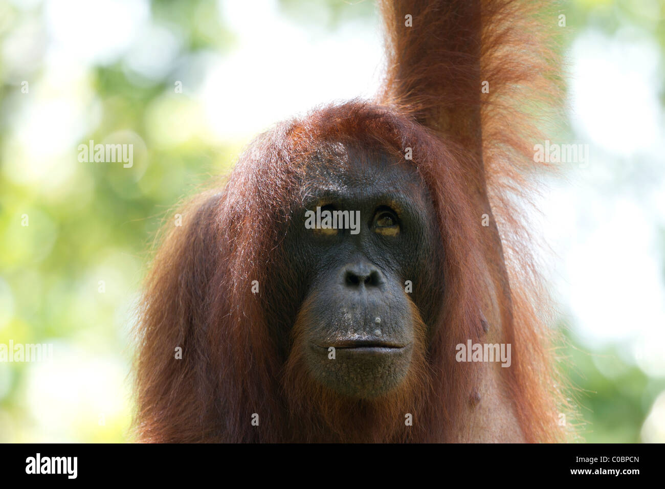 Portrait of an older female Orang Utan Stock Photo - Alamy