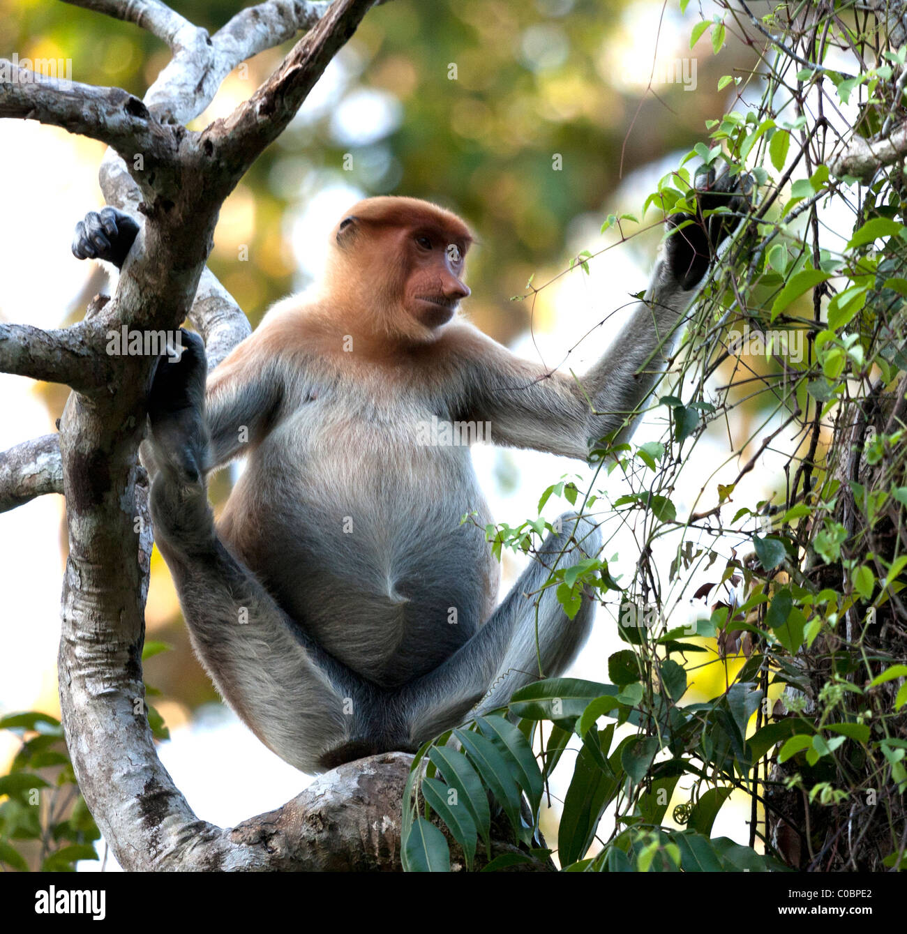 Adult Proboscis Monkey resting in a tree near Kitabatangan River, Sabah ...