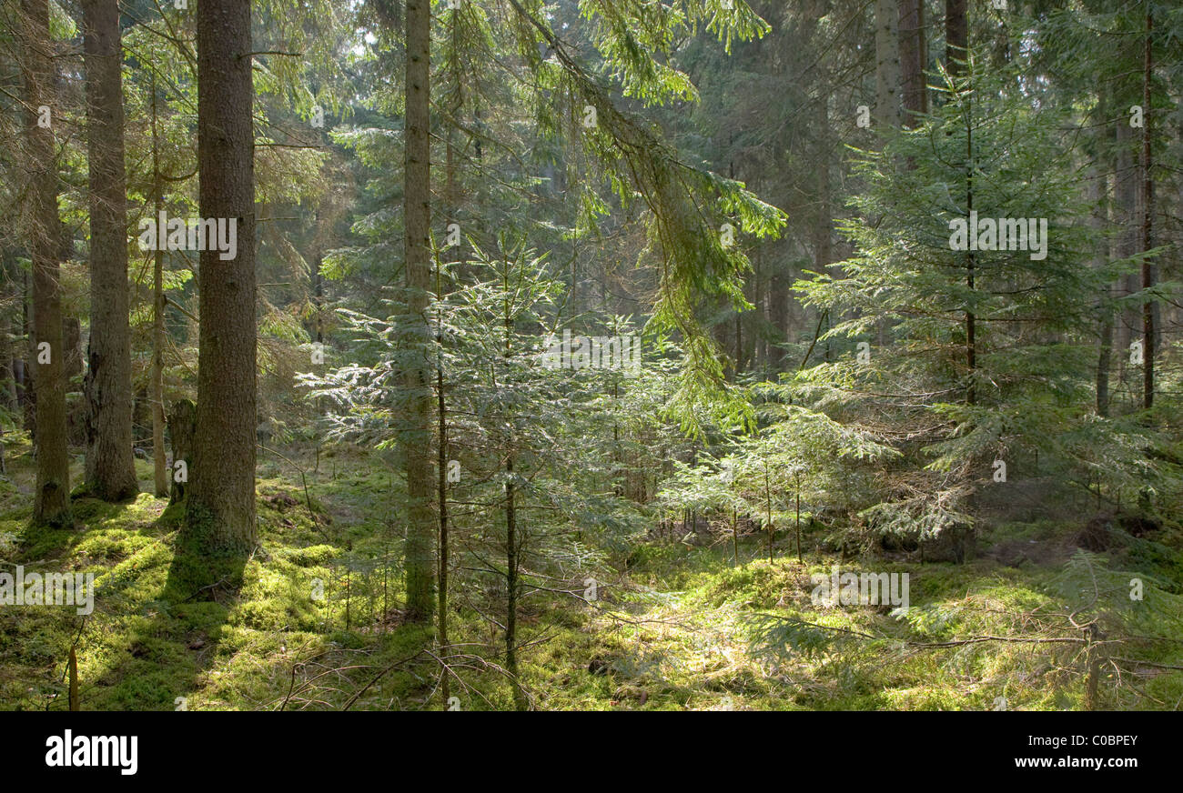 Young Norwegian spruces illuminated by spring midday sun in coniferous ...