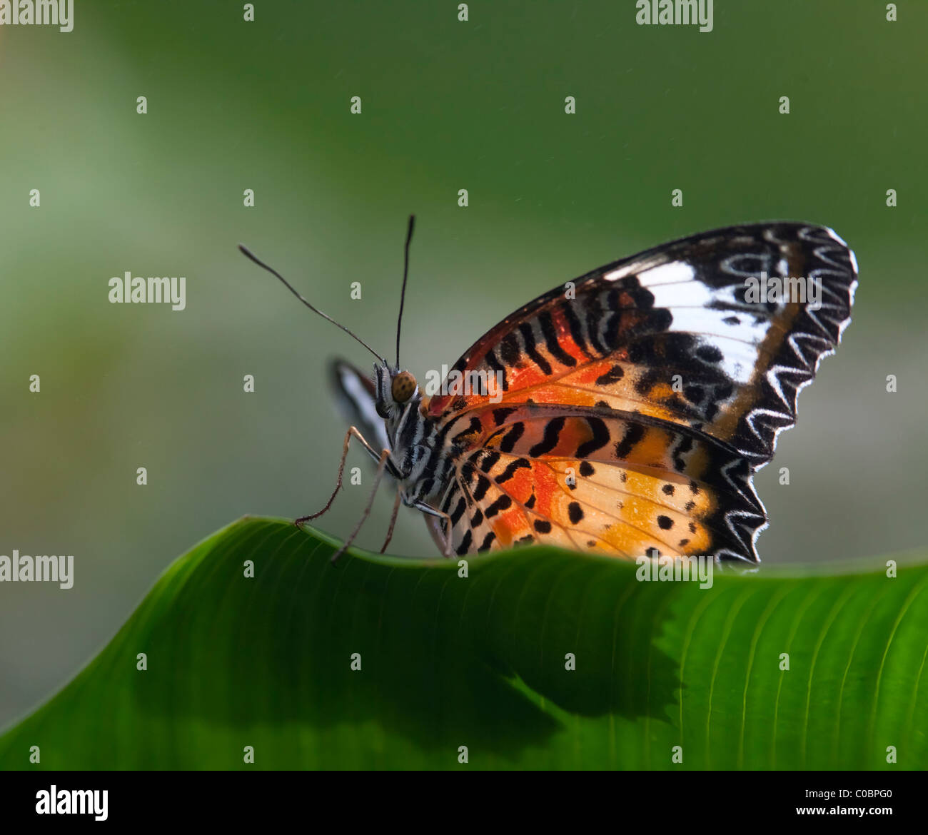 Translucent orange understatement Stock Photo - Alamy