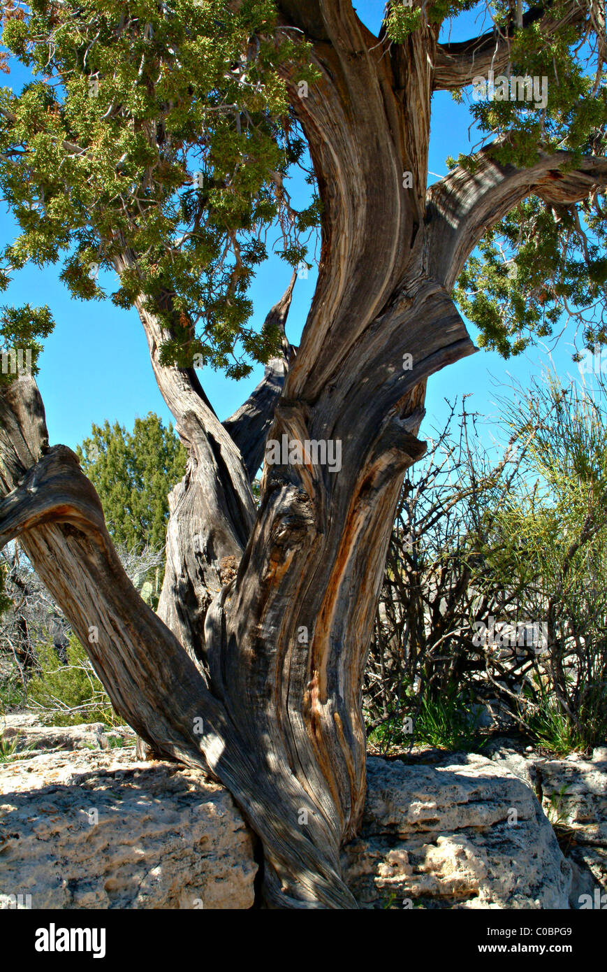 One seed juniper tree hi-res stock photography and images - Alamy