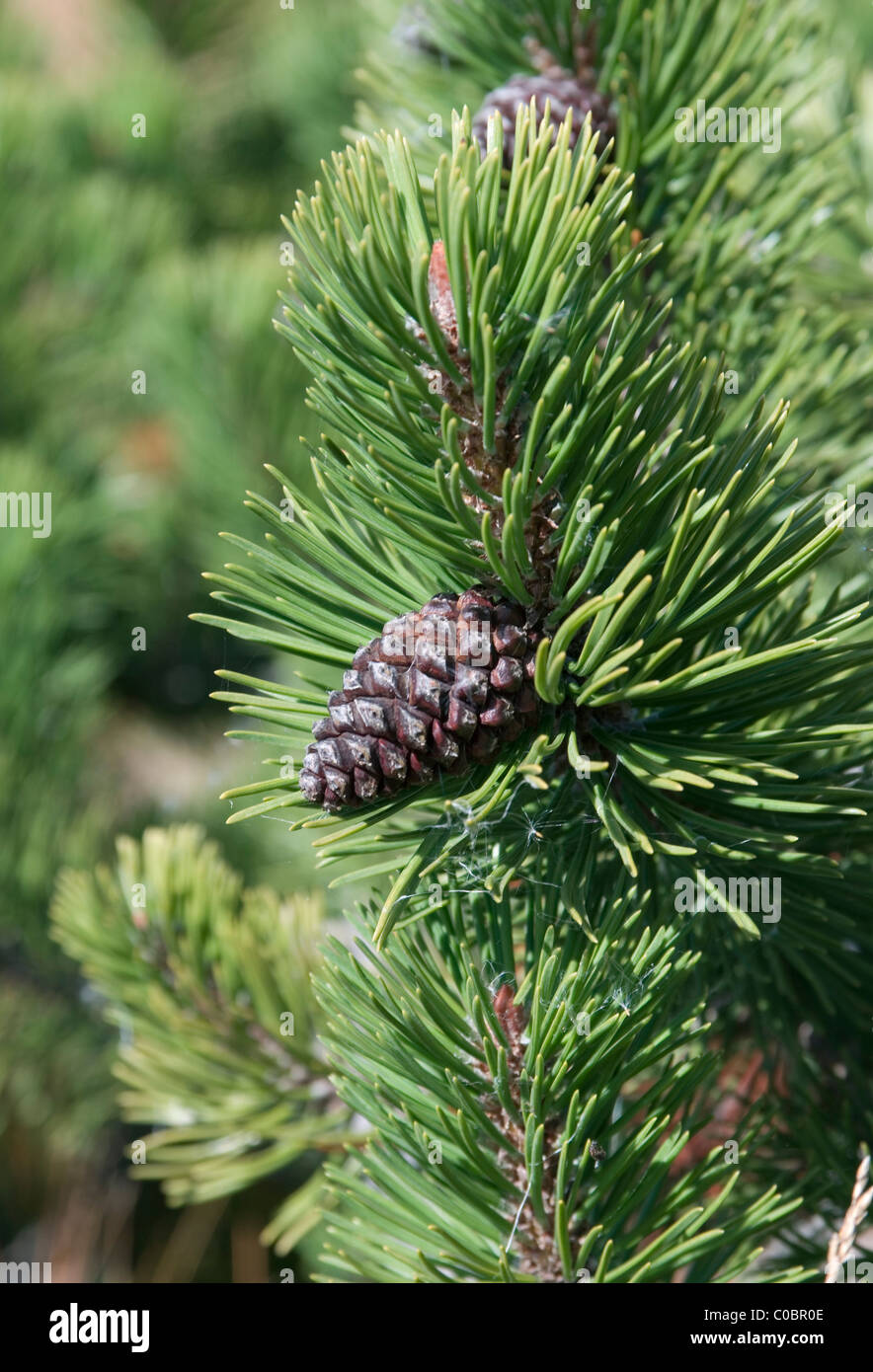 Dwarf Mountain Pine, Mountain Pine, Swiss Mountain Pine (Pinus mugo ...