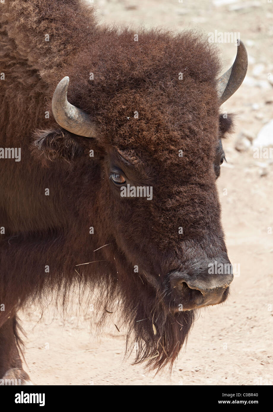 Bison head hi-res stock photography and images - Alamy