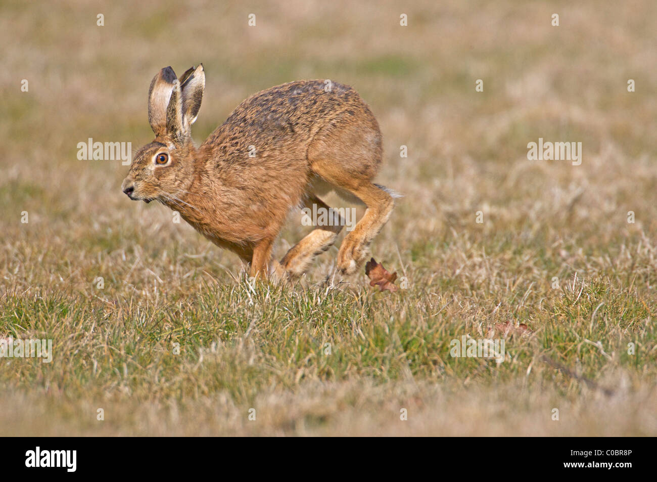 Brown hare running hi-res stock photography and images - Alamy