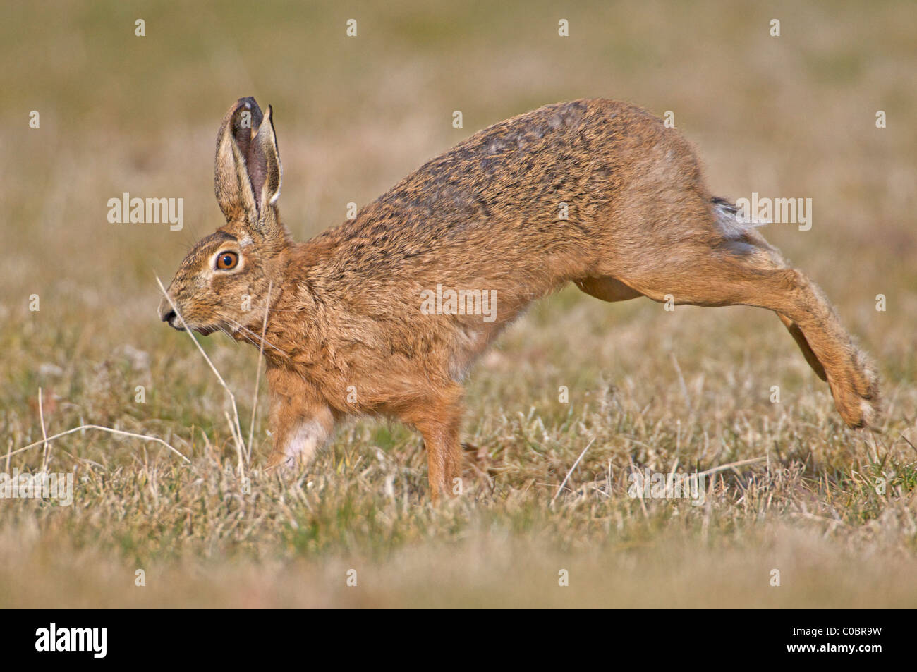 Hare running hi-res stock photography and images - Alamy