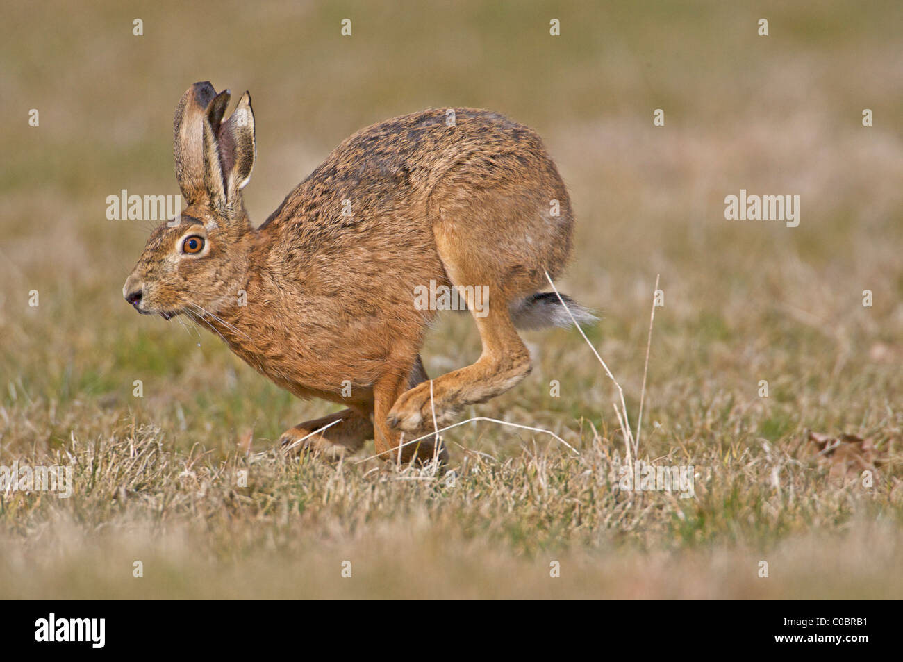 Hare running hi-res stock photography and images - Alamy