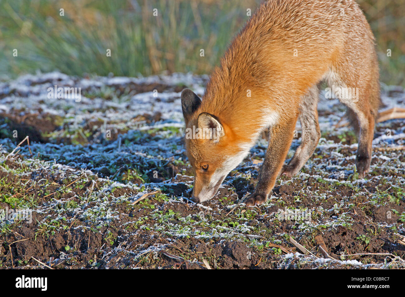 Side view of fox hi-res stock photography and images - Alamy