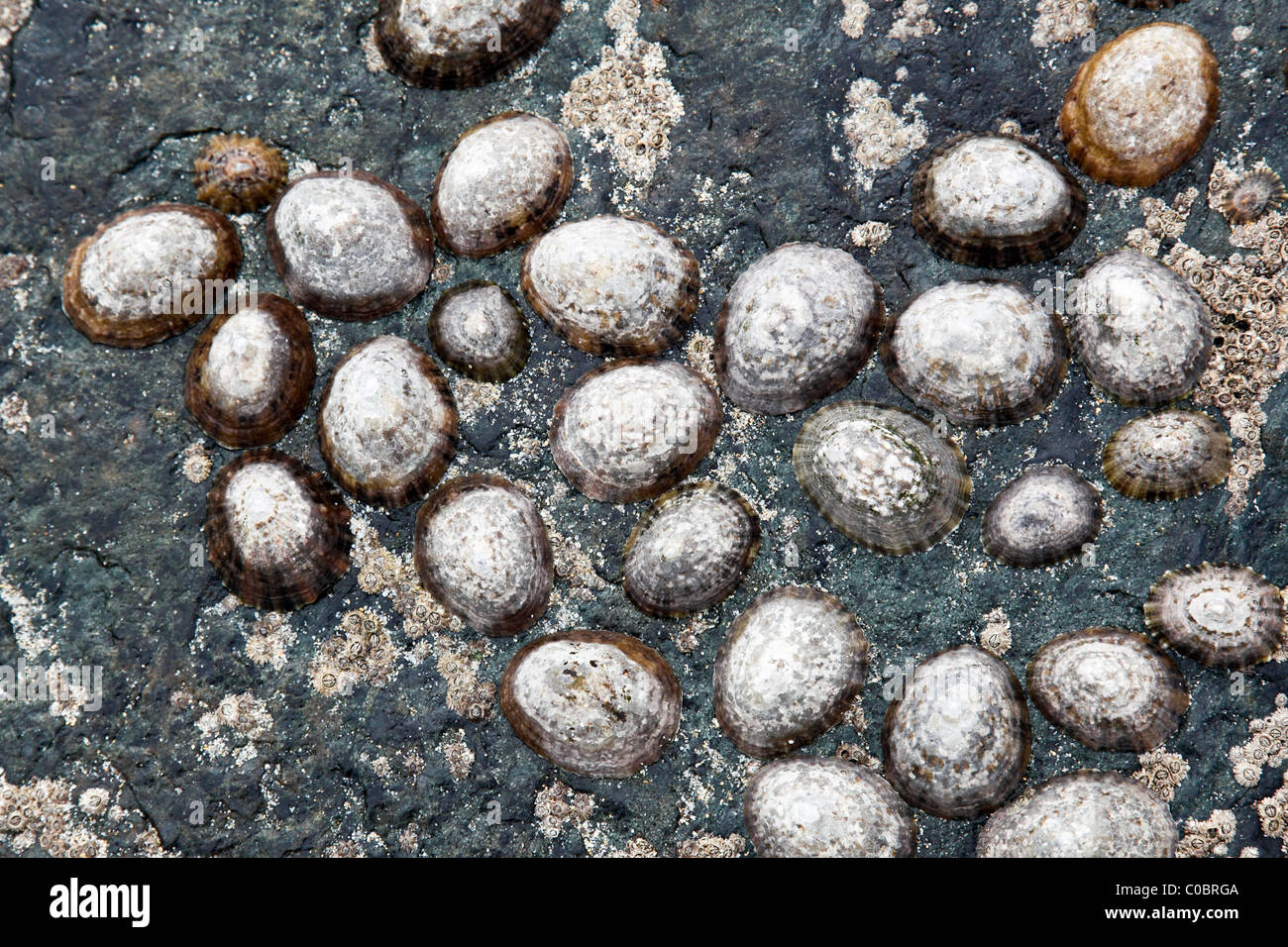 Limpets on a rock on the beach at St Ives in Cornwall, famous for its ...