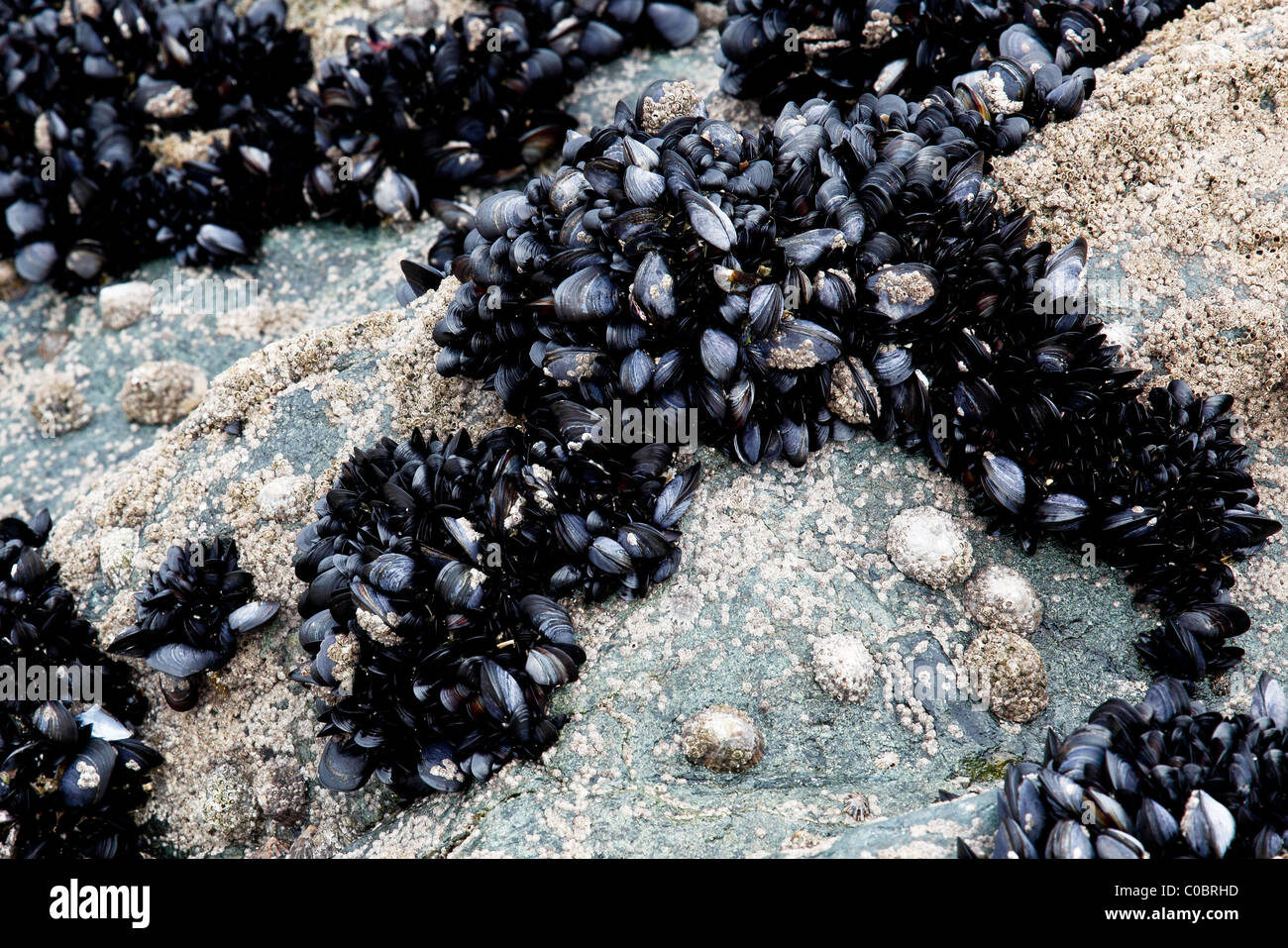 Mussels on rocks on the beach at St Ives in Cornwall, famous for its ...