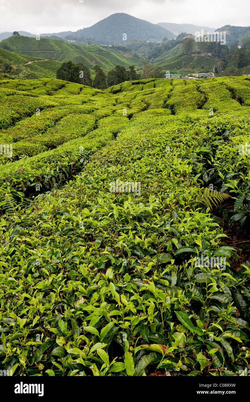 Rivers of tea leaves streaming down to town, Cameron Highlands Stock ...
