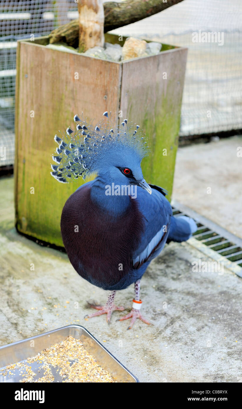 Goura victoria, Victoria Crowned Pigeon Stock Photo - Alamy