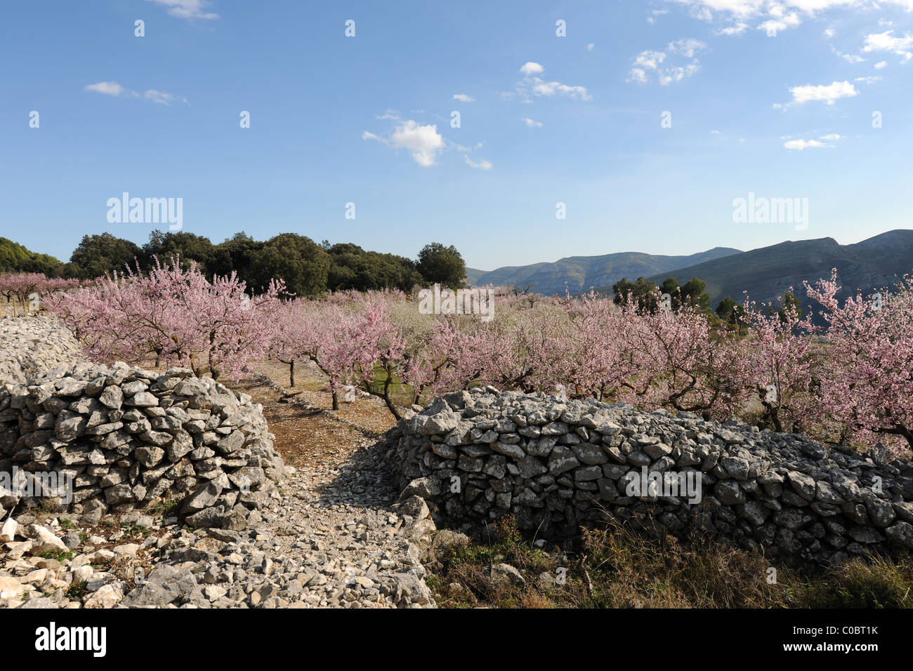 almond blossom, near Benimaurell, Vall de Laguart, Alicante Province ...