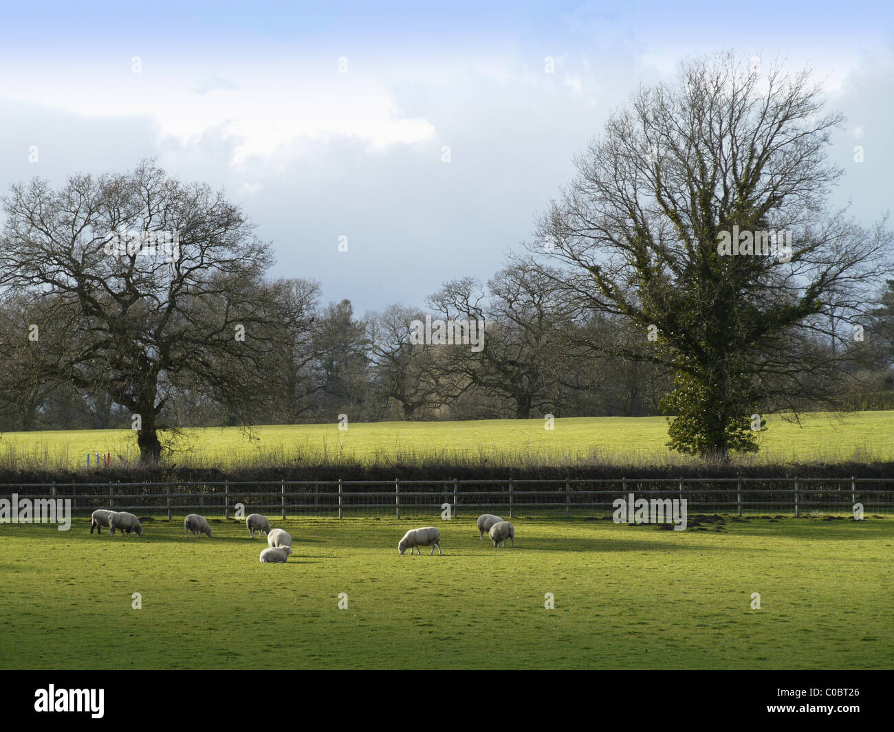 sheep animal farm farming agriculture wool livestock animal Stock Photo ...