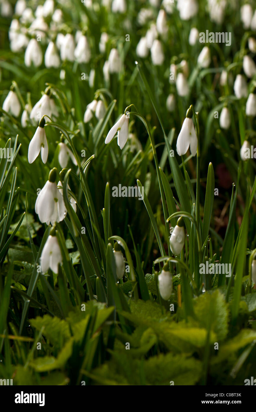 Galanthus nivalis snowdrops flowers hi-res stock photography and images ...