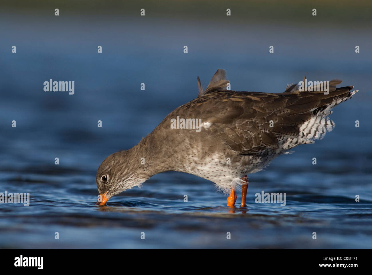 Redshank, (Tringa totanus), feeding in pool Stock Photo - Alamy