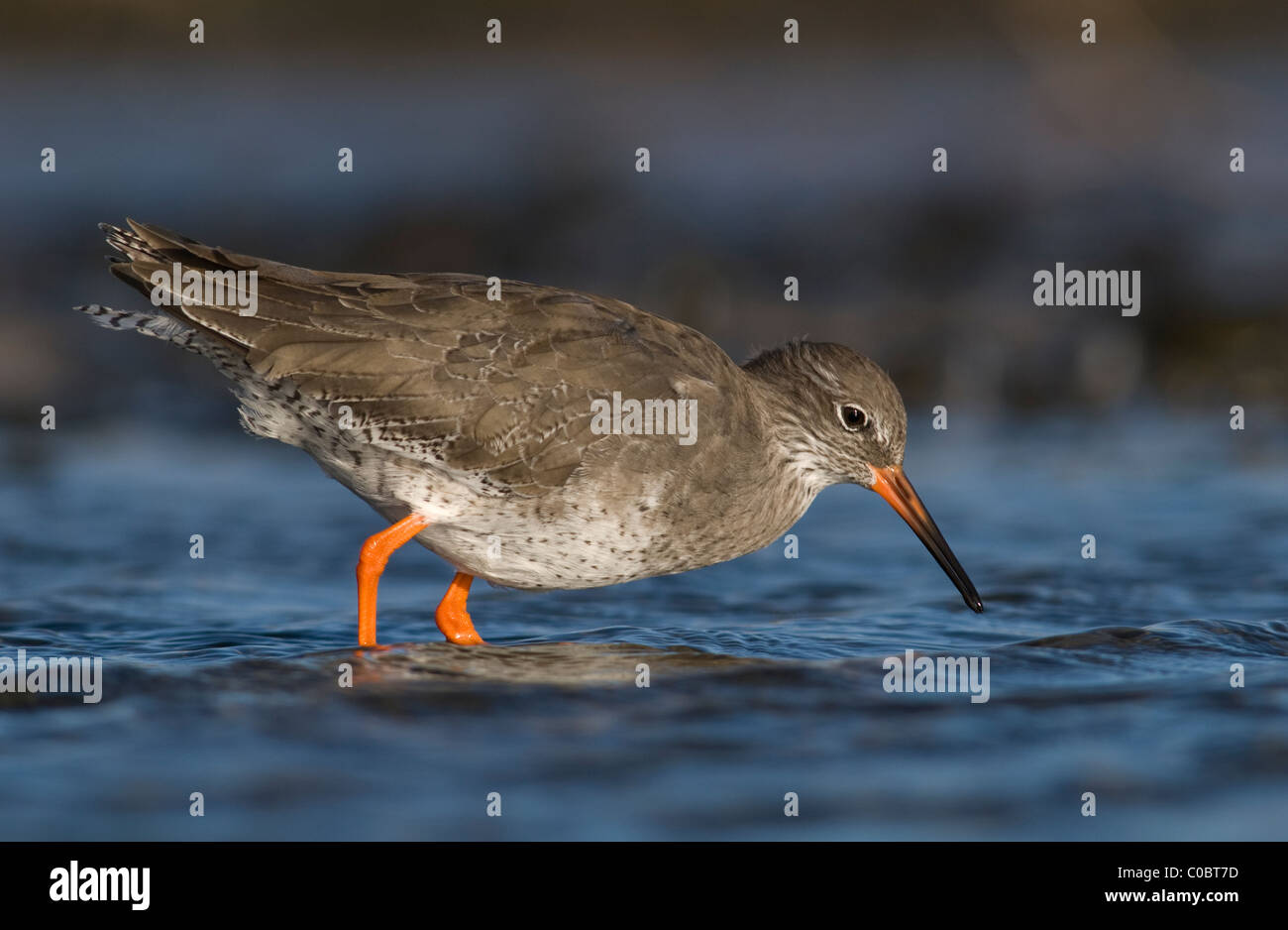 Redshank, (Tringa totanus), feeding in coastal pool Stock Photo - Alamy