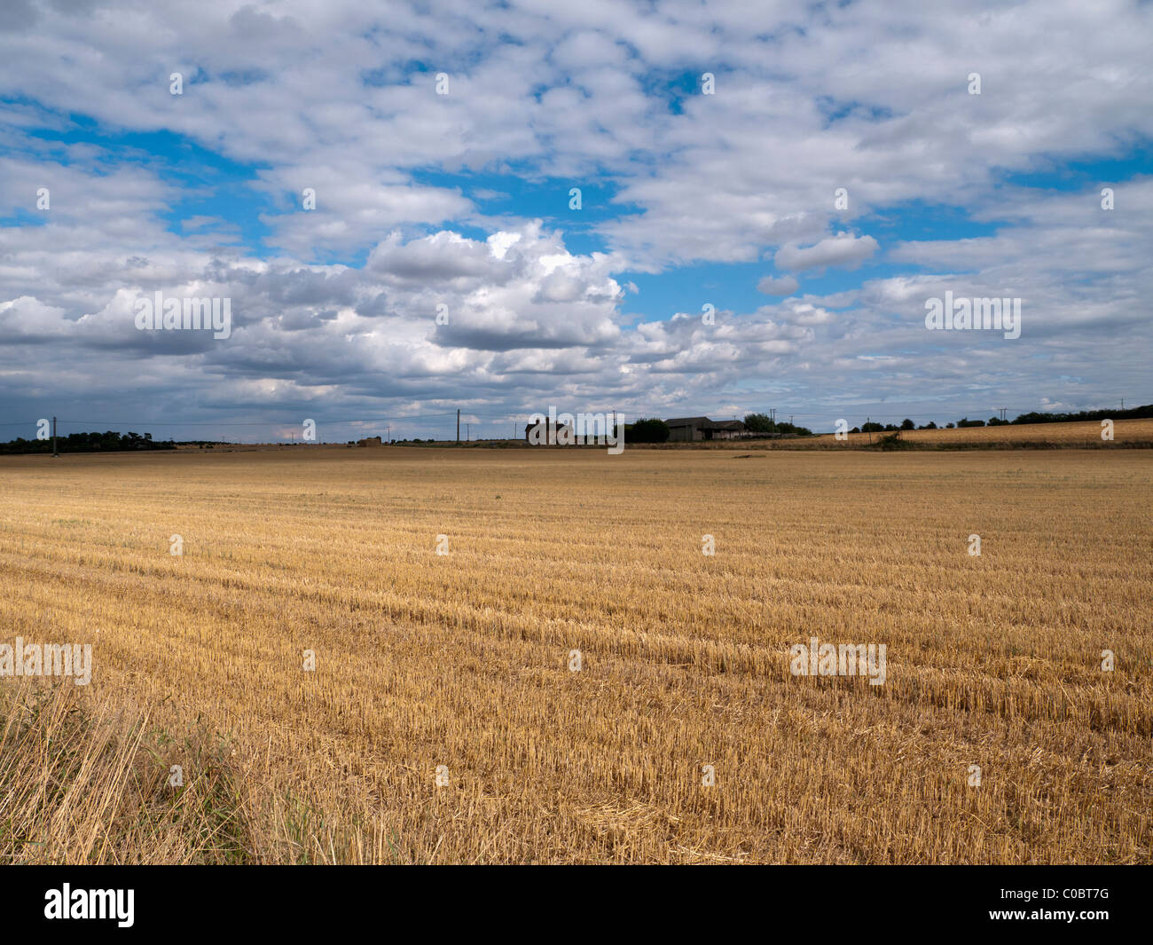 crops growing in a field Stock Photo - Alamy