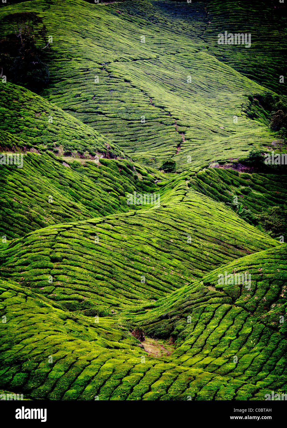 Terrific tectonic tea terrace topography, Cameron Highlands Stock Photo ...