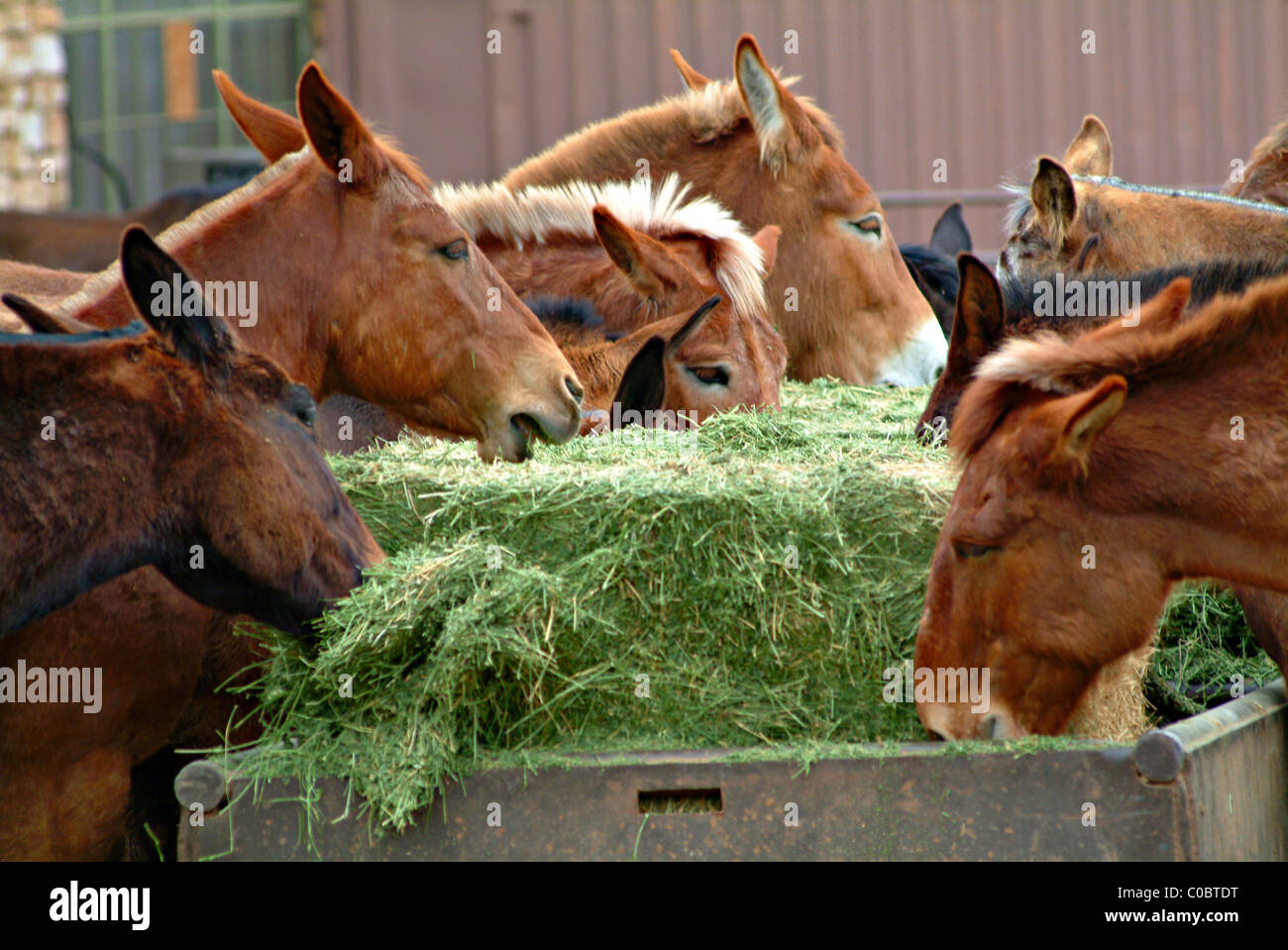 Mules Feeding on Grass at Grand Canyon Village Grand Canyon National ...
