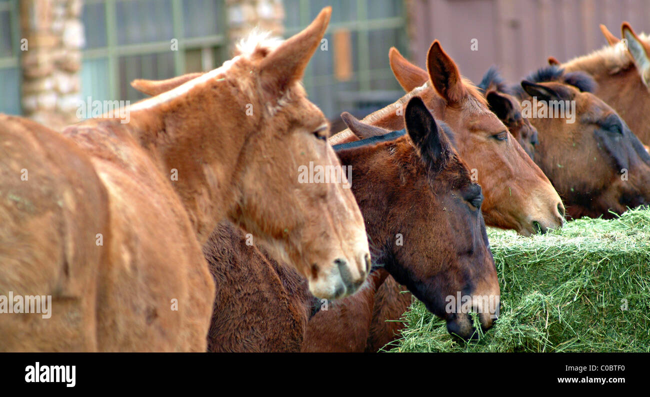 234 iain davidson photographic hi-res stock photography and images - Alamy