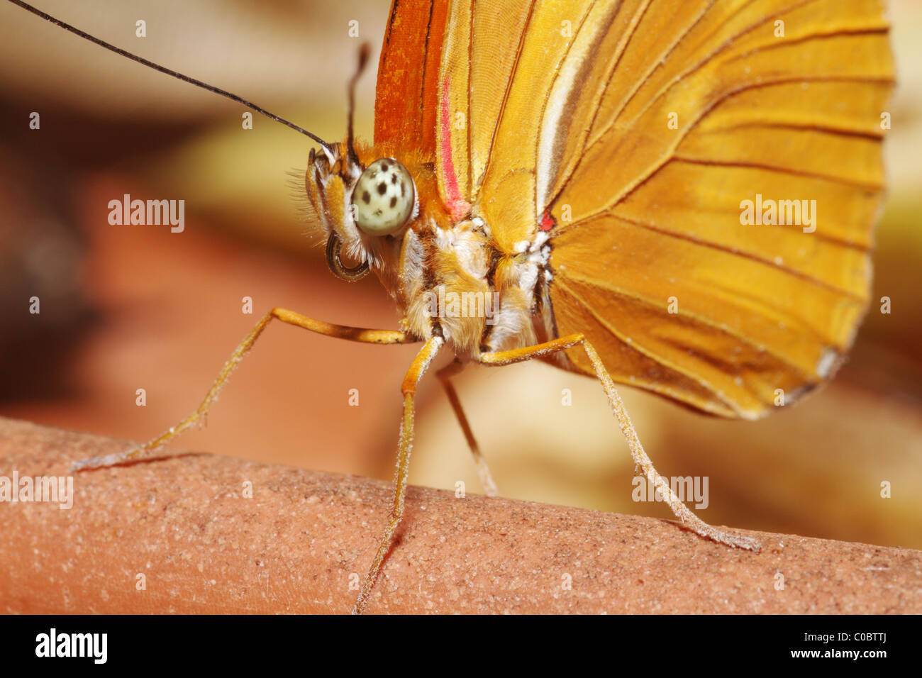 Julia butterfly hi-res stock photography and images - Alamy