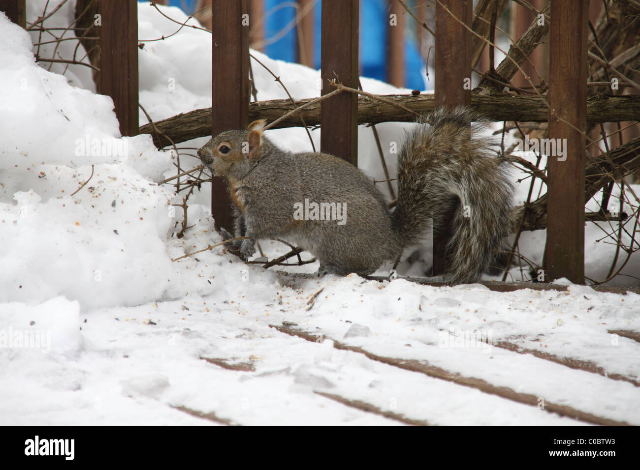 Grey squirrel damage tree hi-res stock photography and images - Alamy