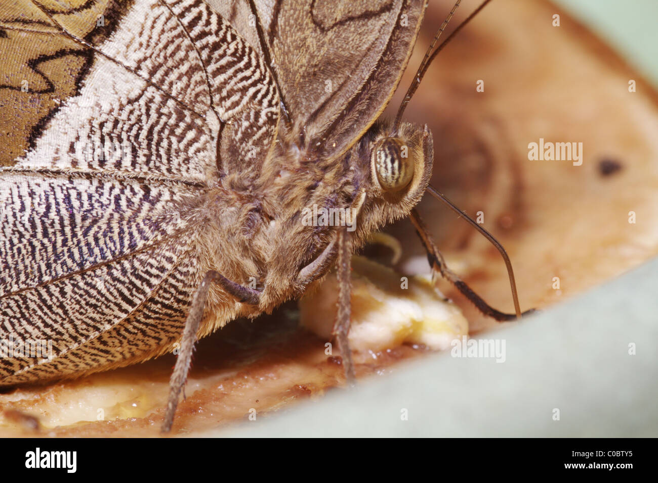 Caligo butterfly hi-res stock photography and images - Alamy